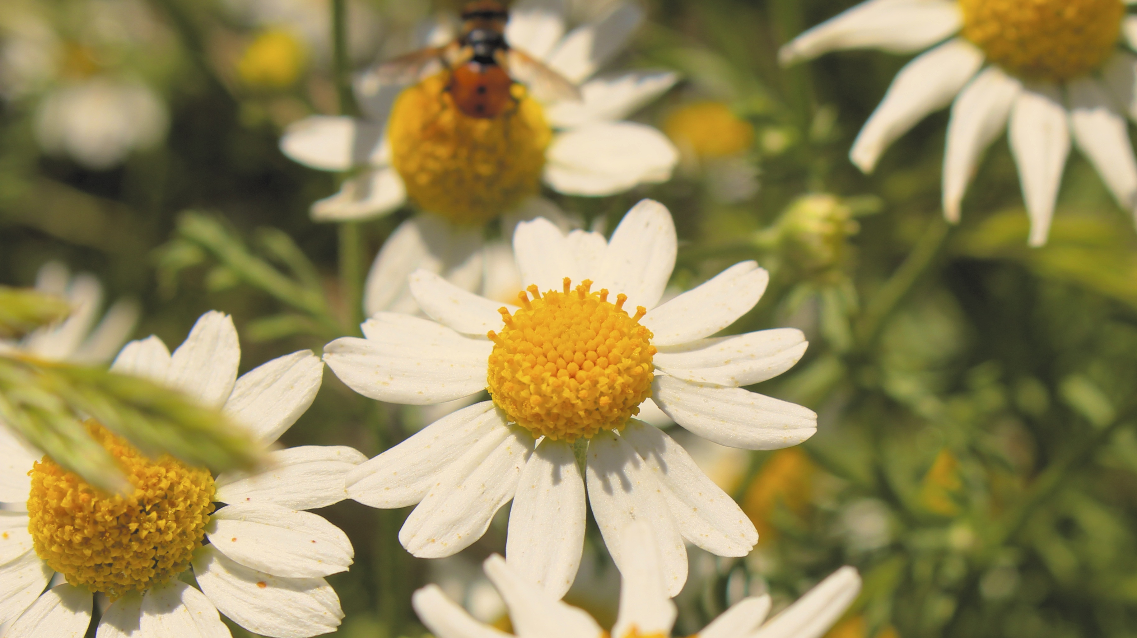 Daisy – WEAVERWRITE